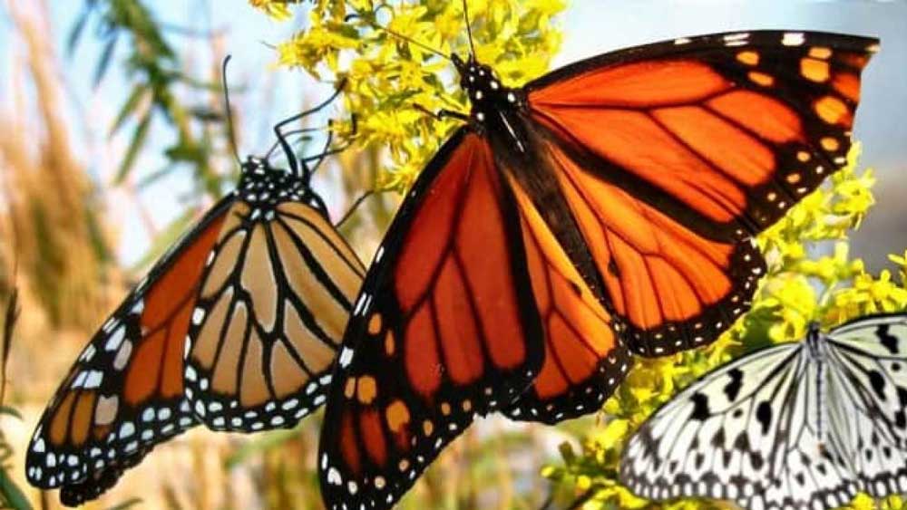 Bali Butterfly Park | The Cheapest Travel Bali